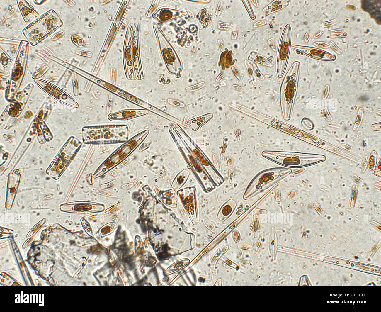 Algae microscope protist hi-res stock photography and images - Alamy