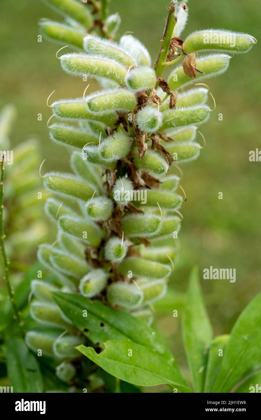 Bloomed garden flower in the middle of summer Stock Photo - Alamy