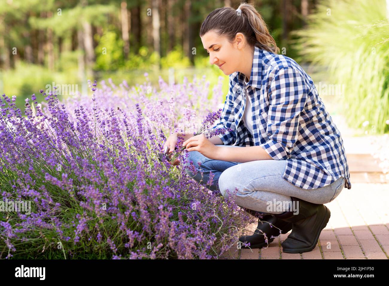 woman with picking lavender flowers in garden Stock Photo - Alamy