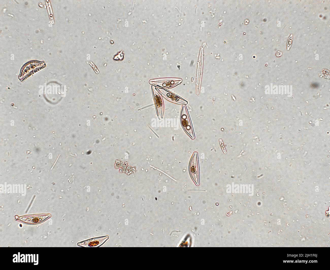 Diatoms under microscopic view Stock Photo - Alamy