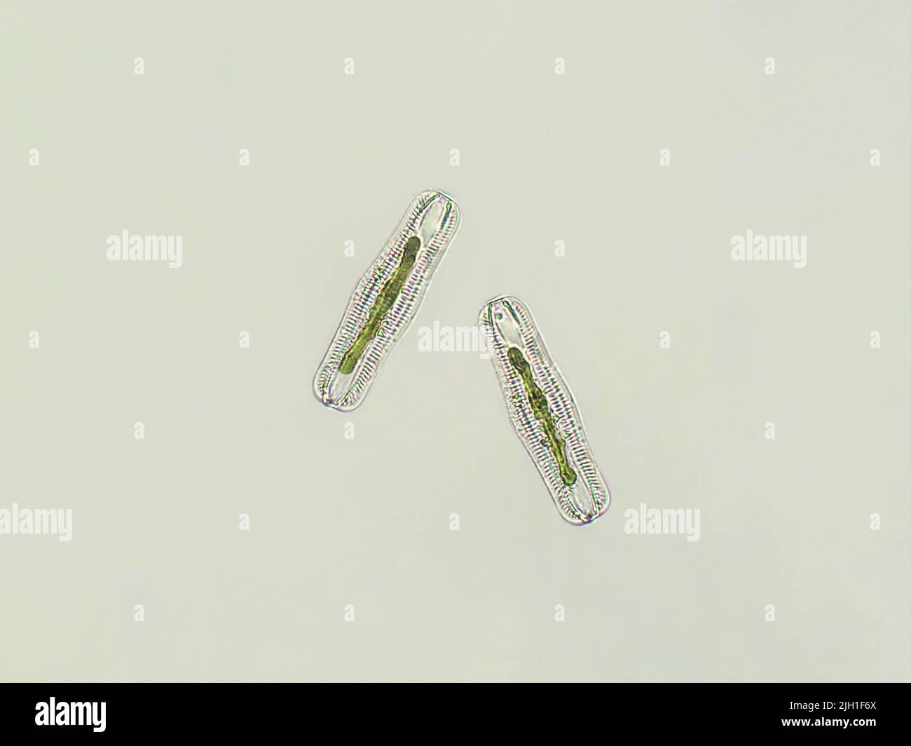 Diatoms under microscopic view Stock Photo - Alamy