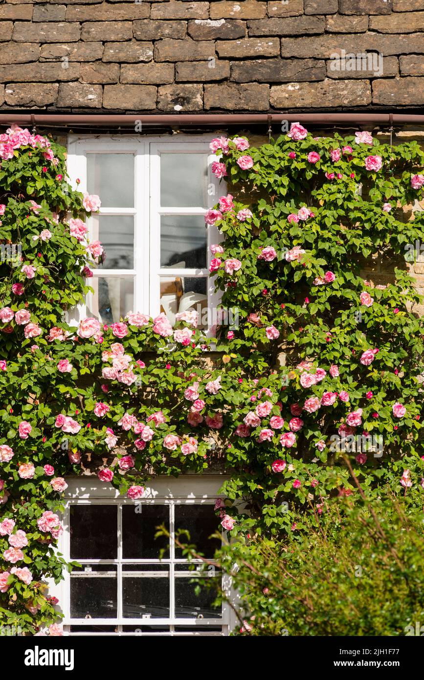 Climbing pink roses around window of cottage, Tetbury, Gloucestershire ...
