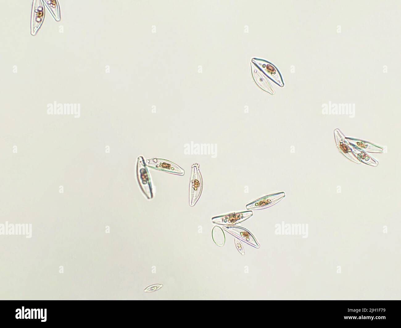 Diatoms under microscopic view Stock Photo - Alamy