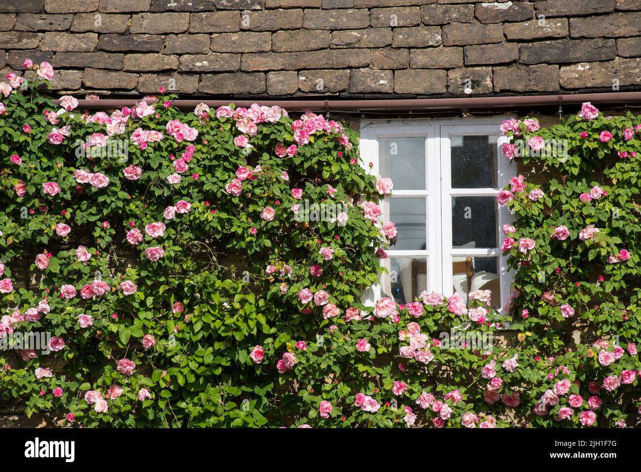 Climbing pink roses around window of cottage, Tetbury, Gloucestershire ...