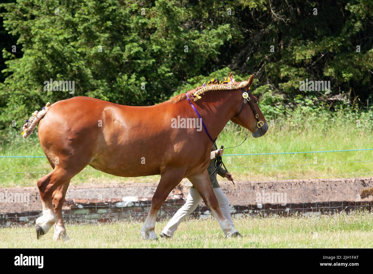 The Suffolk Punch horse in the show Stock Photo - Alamy