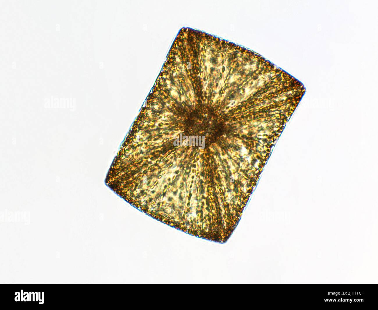 Diatoms protozoa Cut Out Stock Images & Pictures - Alamy