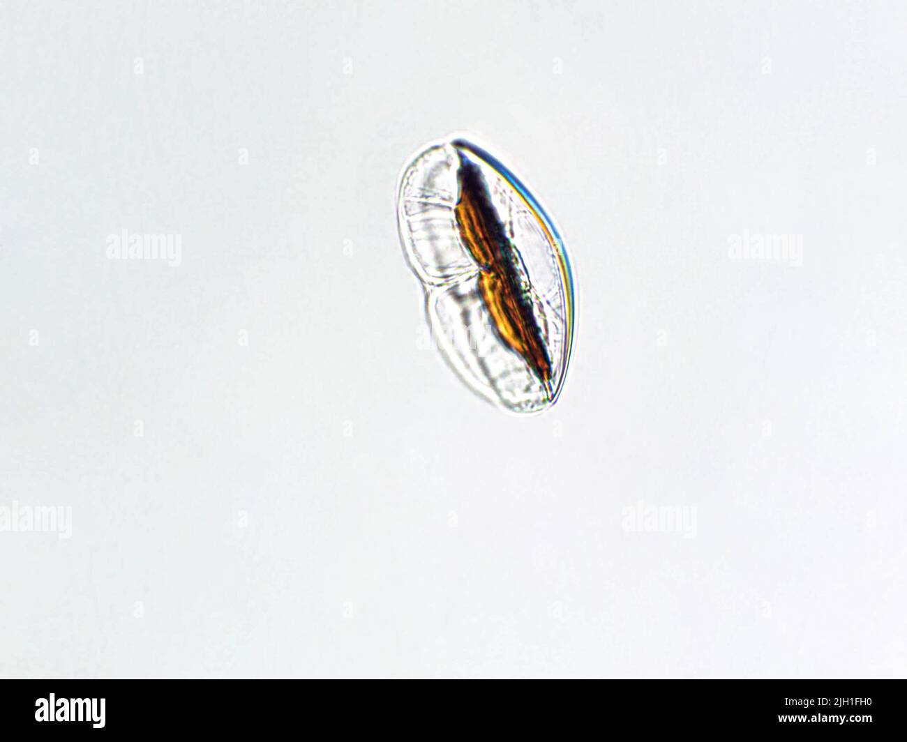 Amphora sp hi-res stock photography and images - Alamy