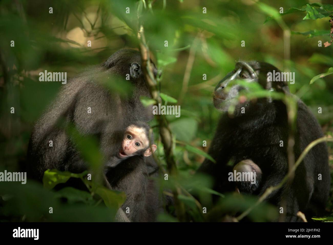 Celebes crested macaque (Macaca nigra) adult female individuals are ...