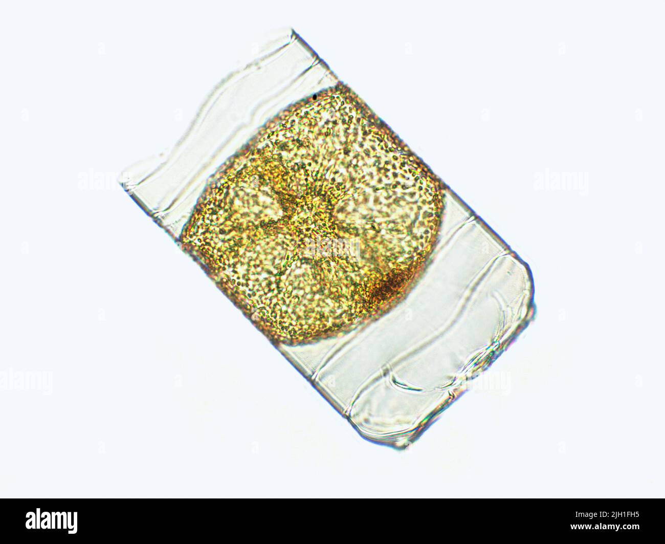 Algae under microscopic view Stock Photo - Alamy