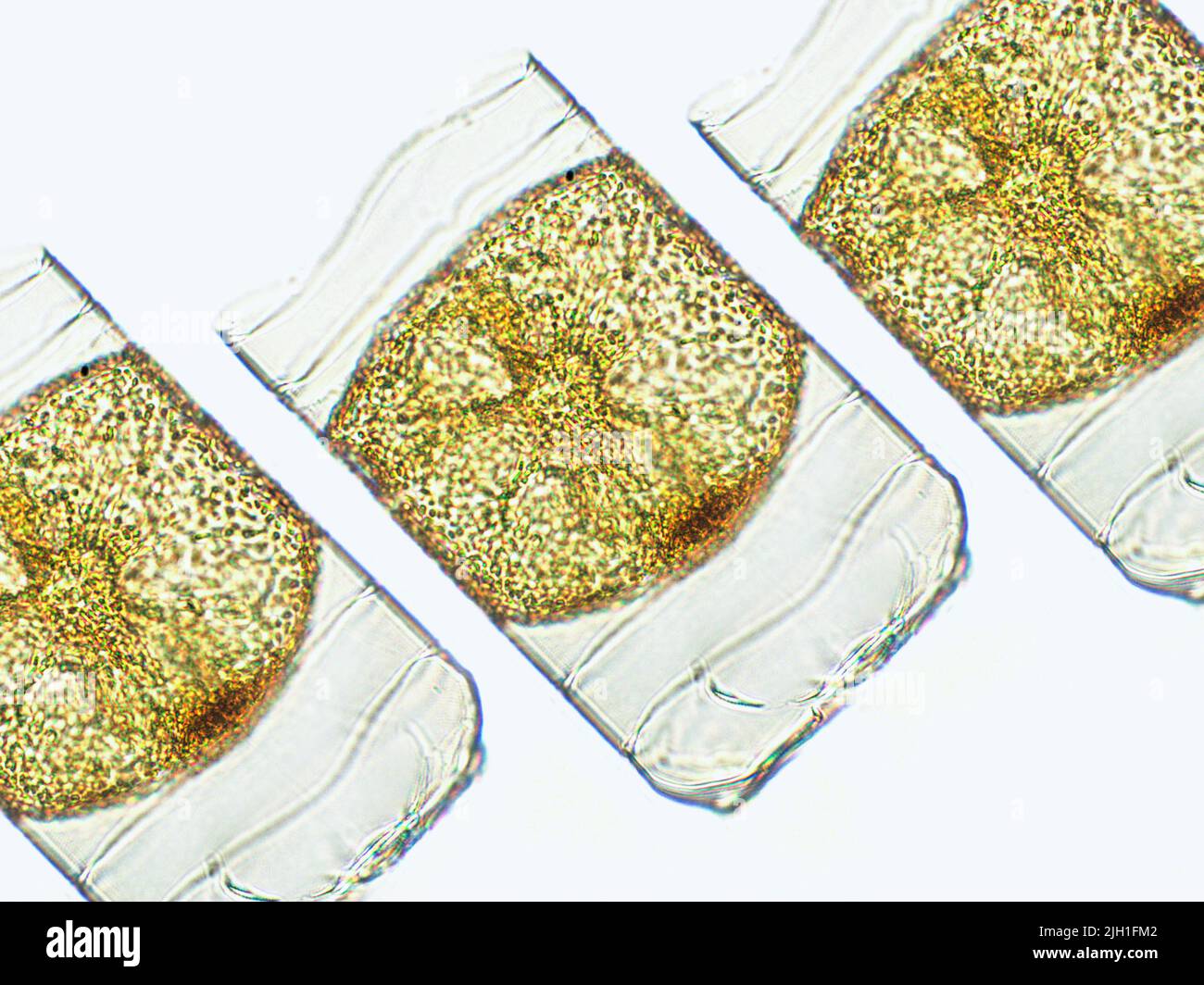 Microscopic view algae hi-res stock photography and images - Alamy