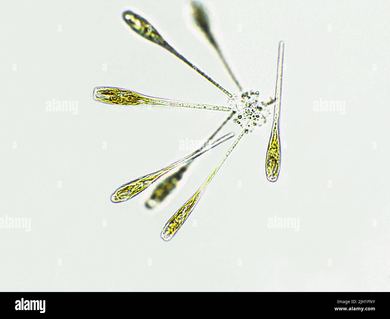 Algae under microscopic view, phytoplankton, fossils, silica Stock ...
