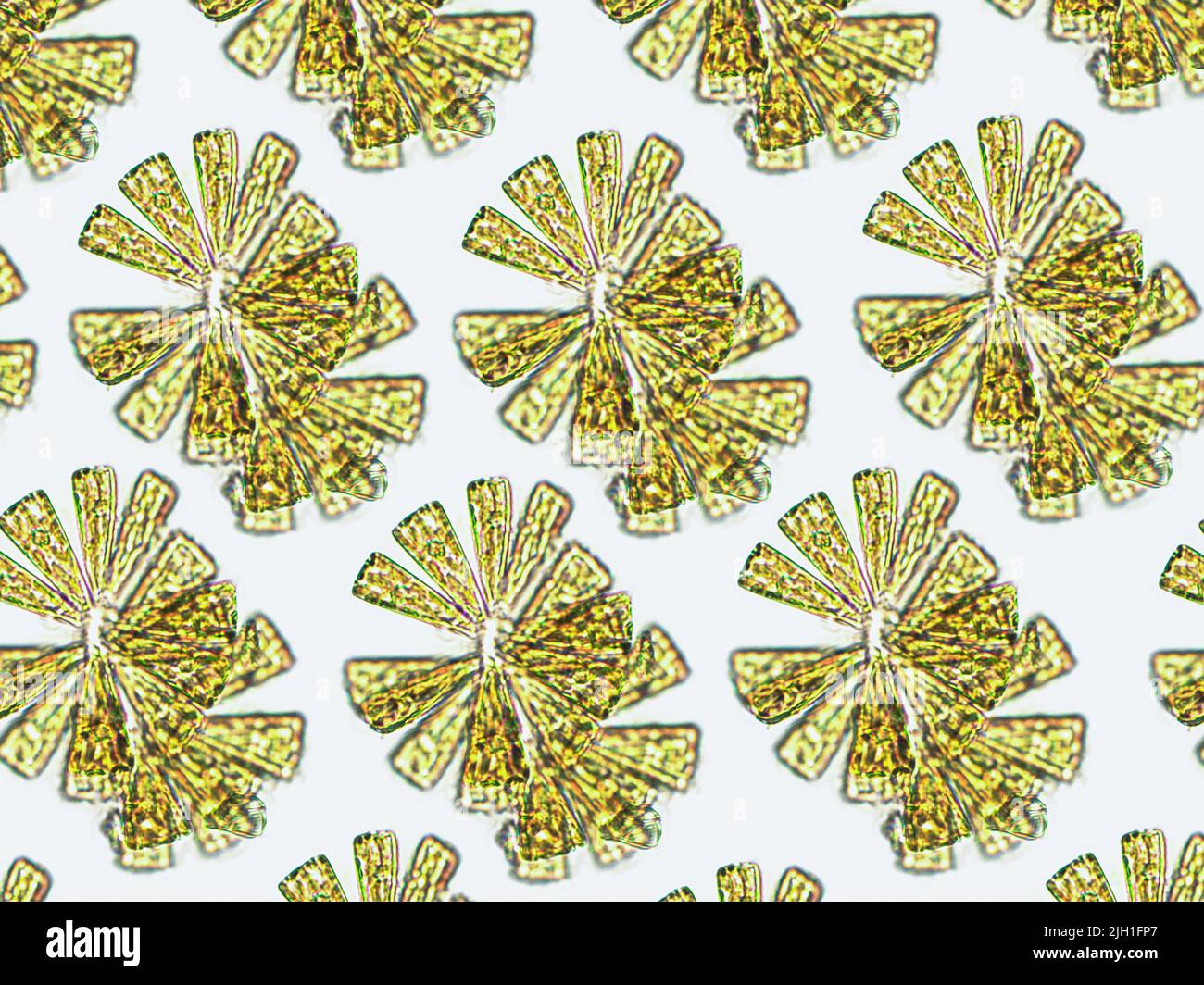 Algae under microscopic view, diatom pattern, phytoplankton, fossils ...