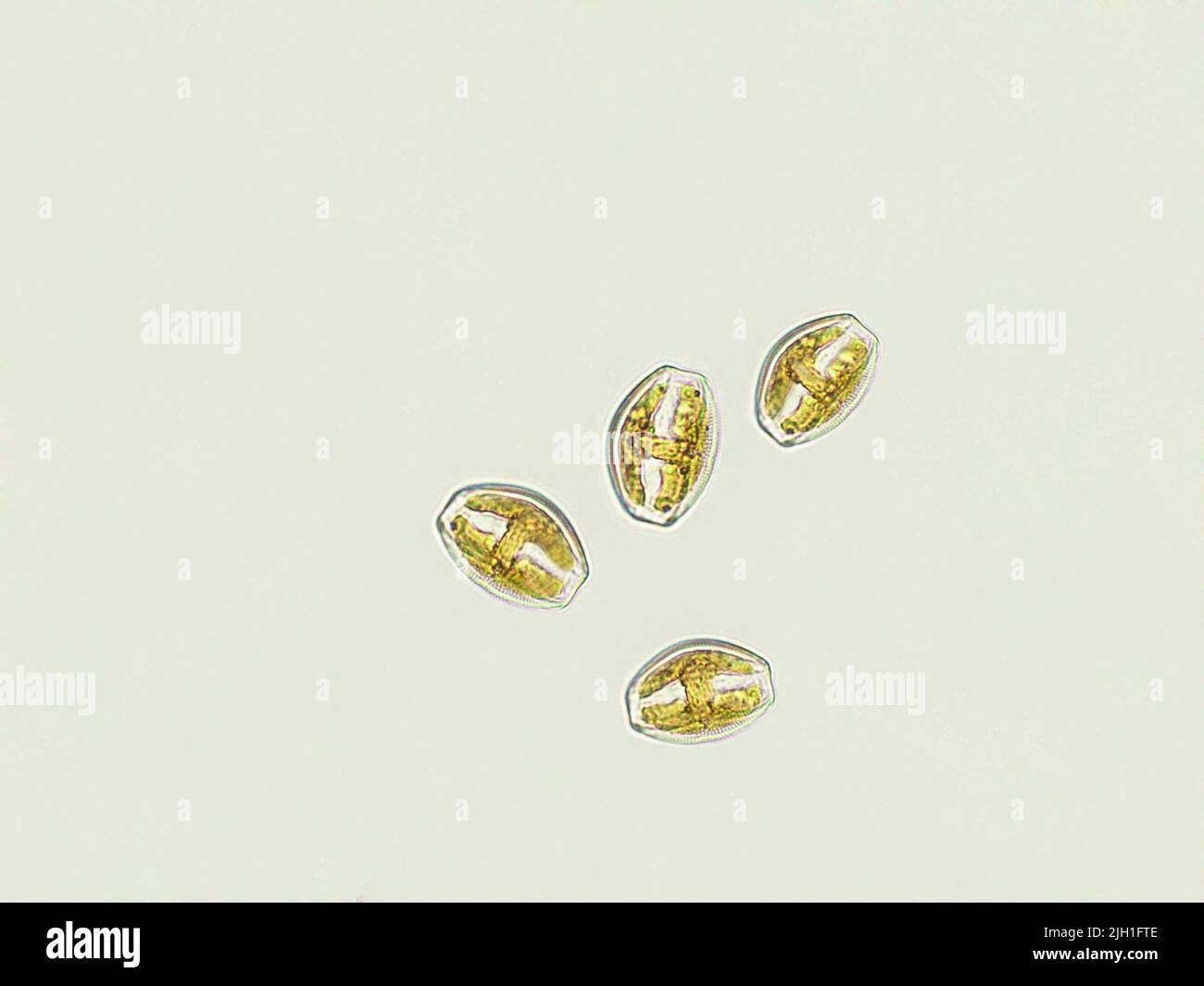 Amphora sp. algae under microscopic view, Diatoms, phytoplankton ...