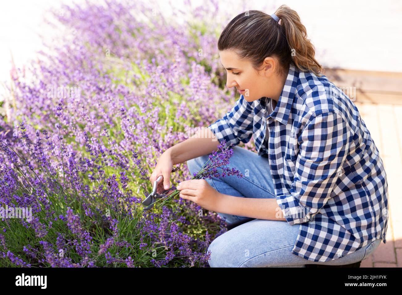 woman with picking lavender flowers in garden Stock Photo - Alamy