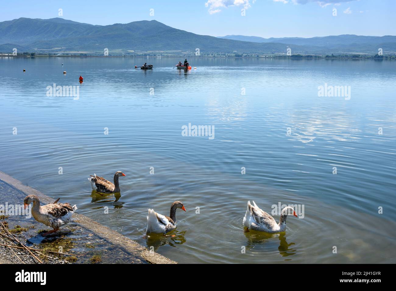 Ducks and boatmen on Lake Volvi at the village of Mikri Volvi at the ...