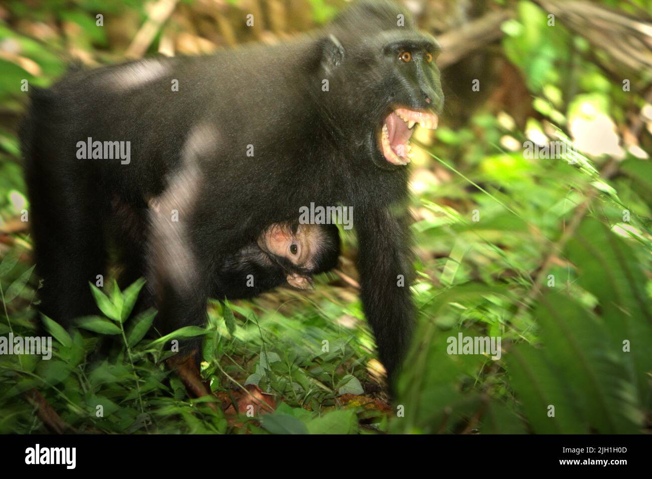 Macaque teeth display hi-res stock photography and images - Alamy