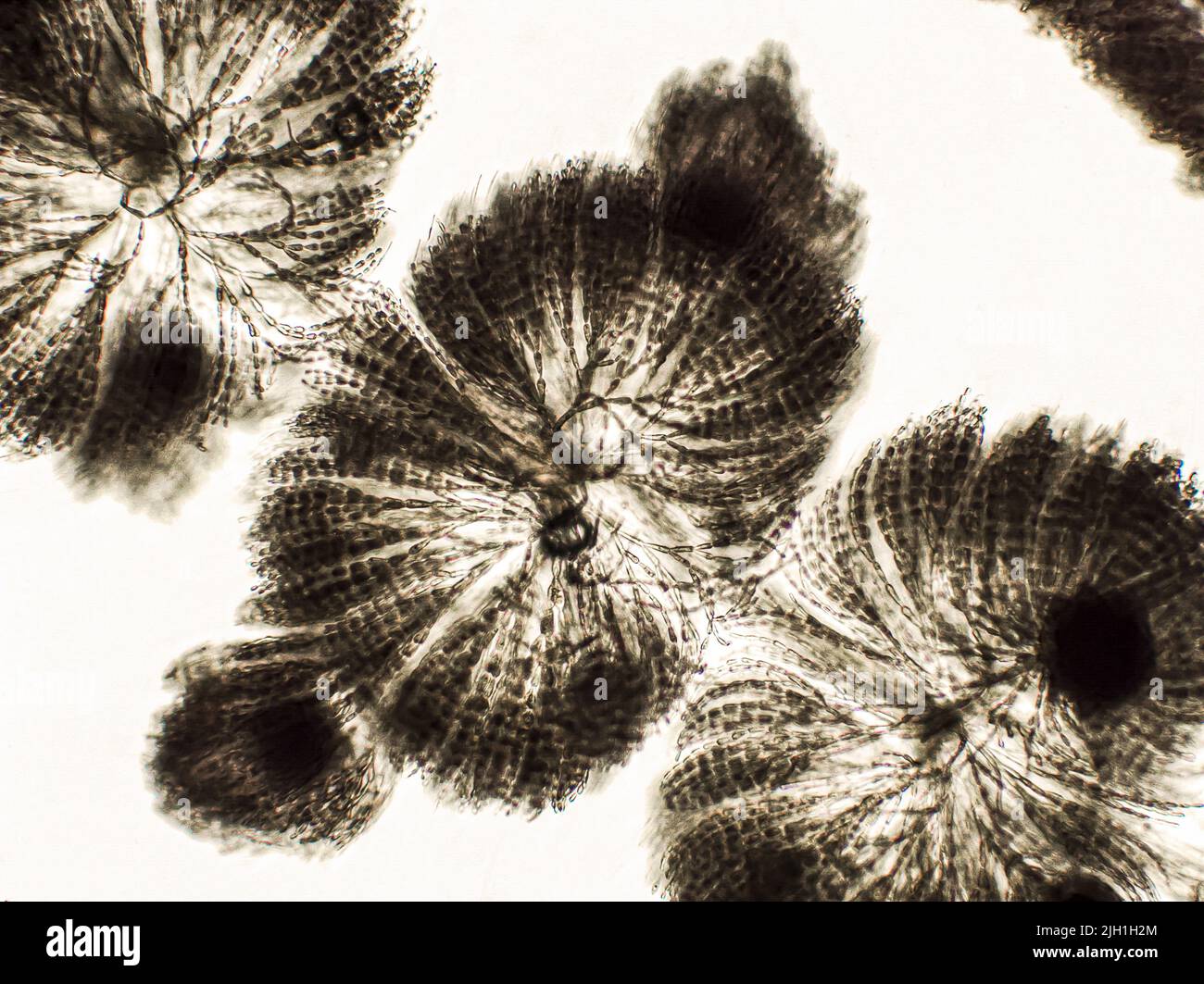Batrachospermum sp. algae under microscopic view, genus of freshwater ...