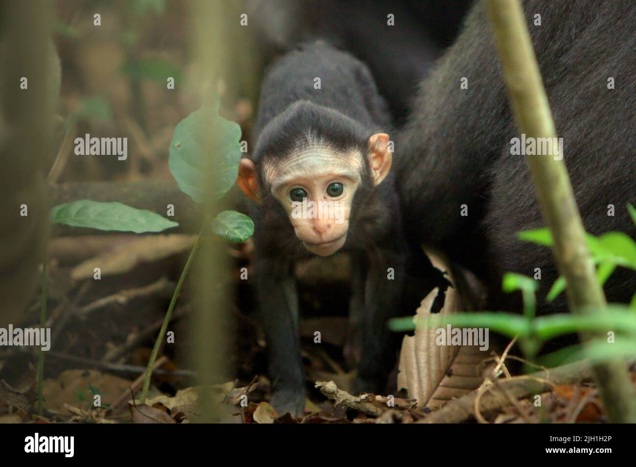 A curious infant of Sulawesi black-crested macaque (Macaca nigra) is ...