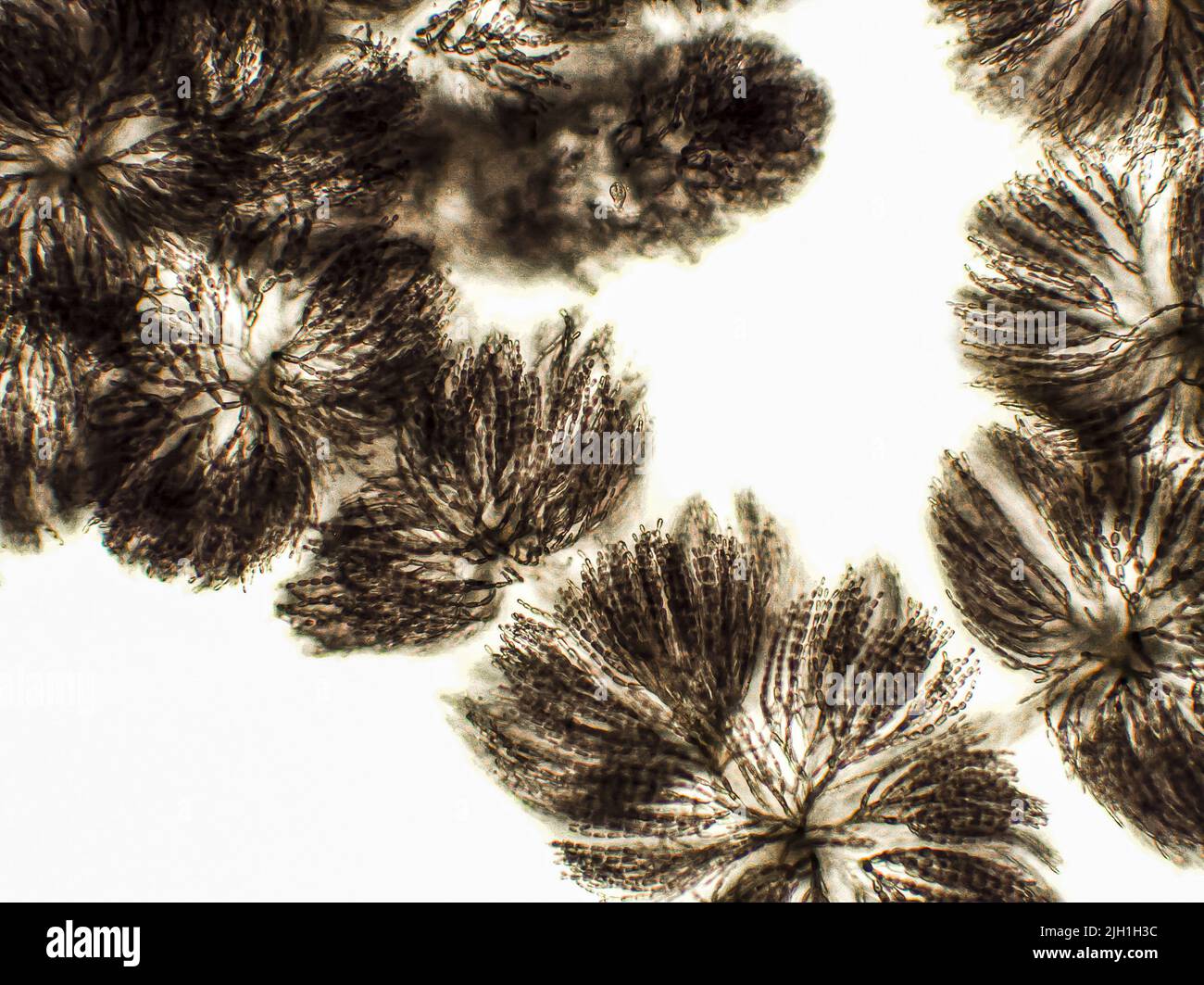 Batrachospermum sp. algae under microscopic view, genus of freshwater ...