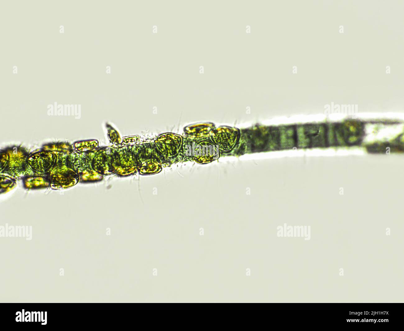 Blue green filamentous algae under microscopic view Stock Photo - Alamy