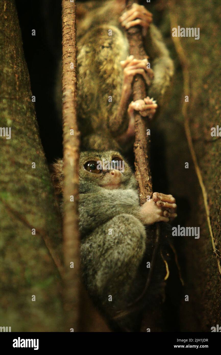 Two tarsius—nocturnal, smallest primate in the world—are hanging at the ...