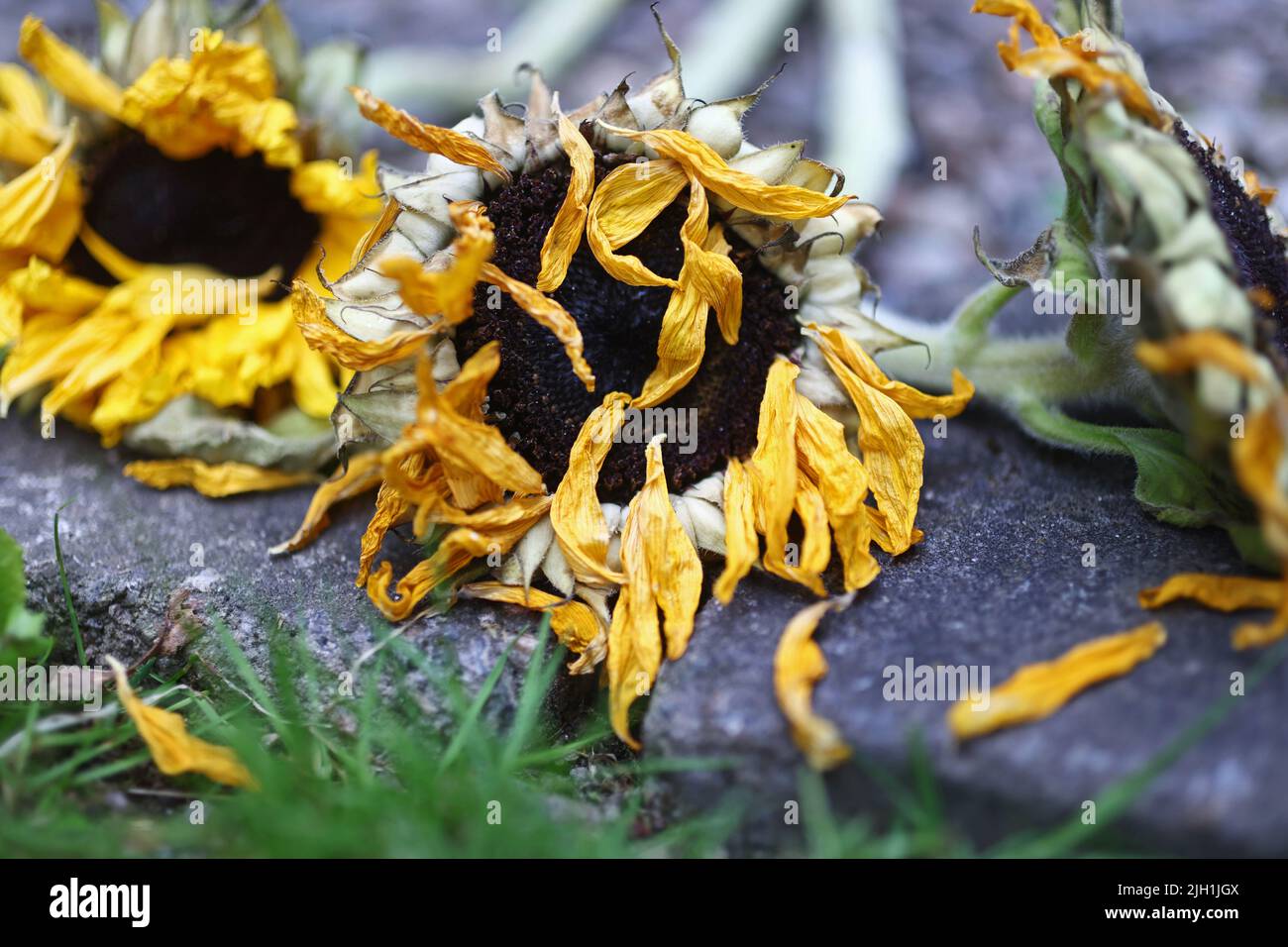 Overblown sunflowers hi-res stock photography and images - Alamy