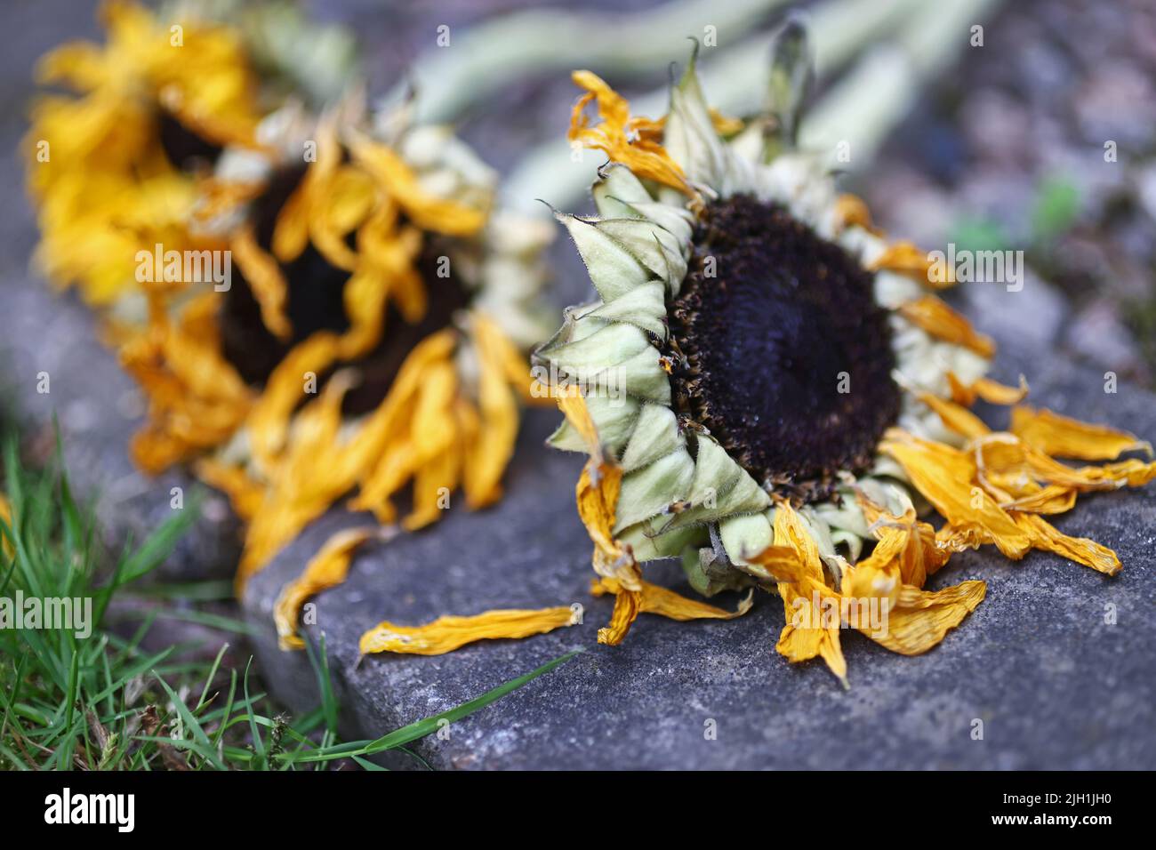 Overblown sunflowers hi-res stock photography and images - Alamy