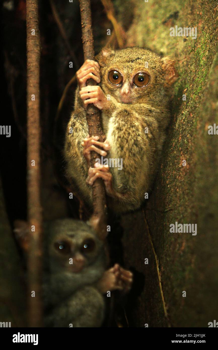 Tarsius portrait hi-res stock photography and images - Alamy
