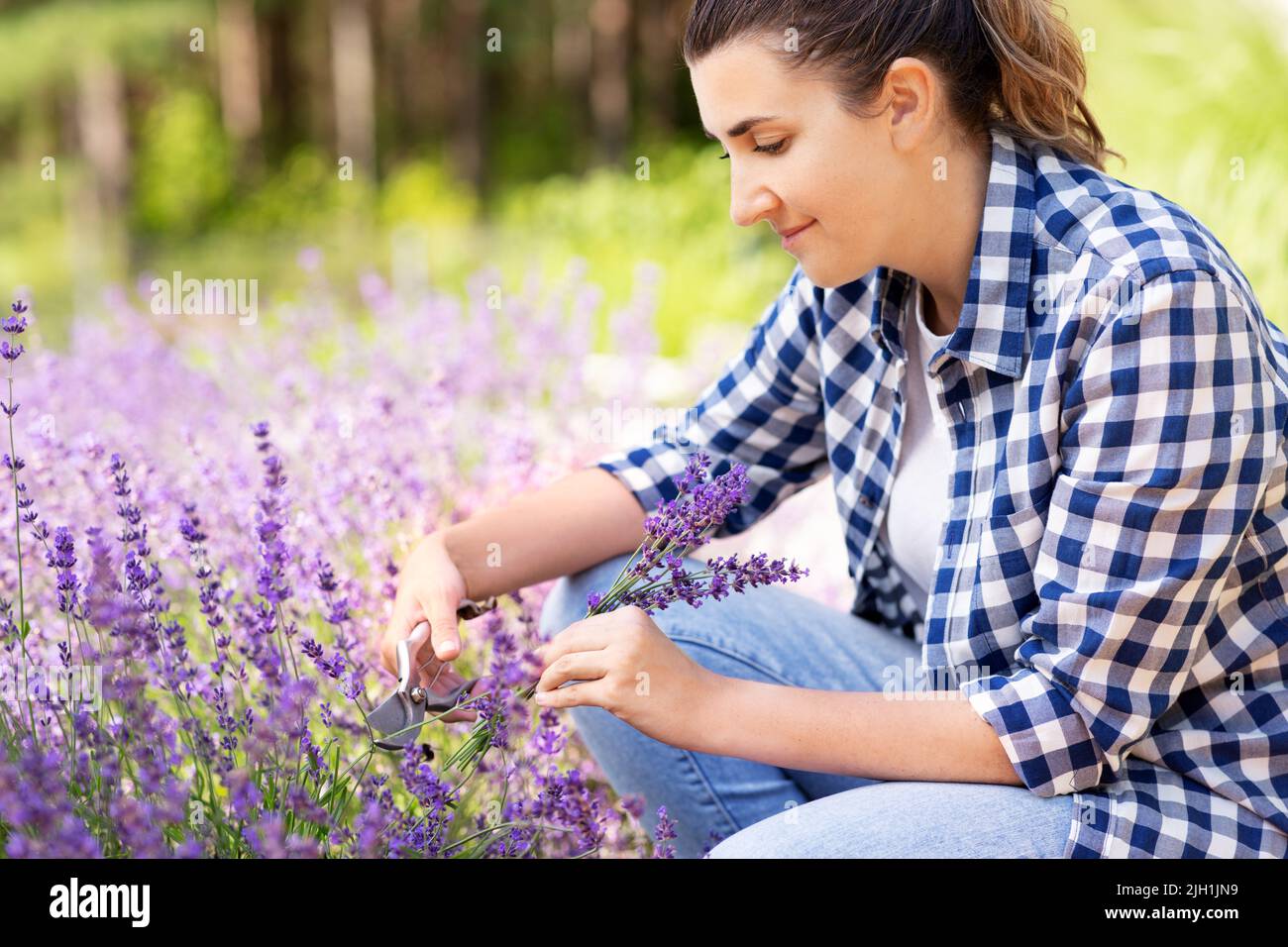 woman with picking lavender flowers in garden Stock Photo - Alamy