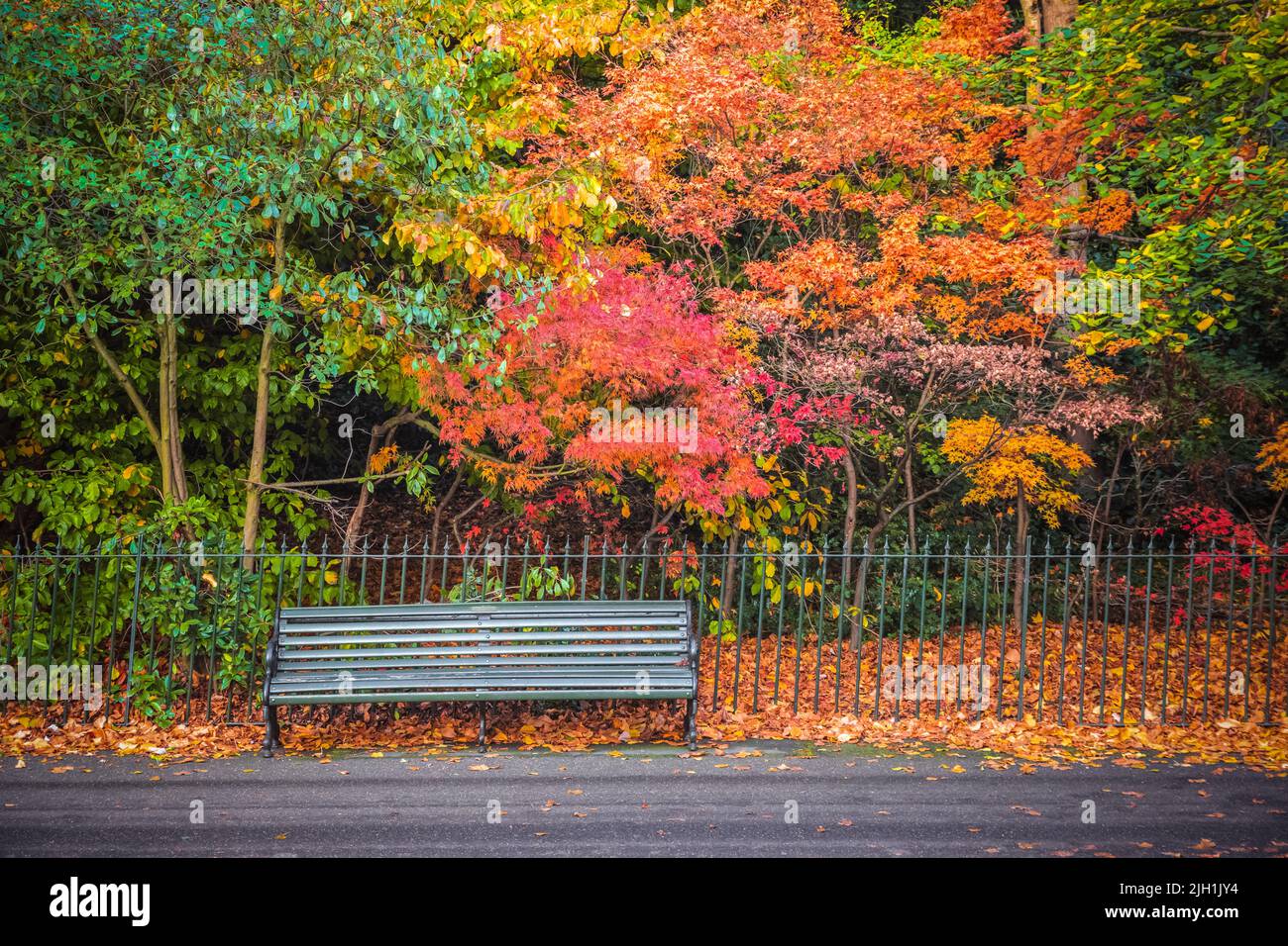 Concept, bench in Greenwich park, London with vibrant autumn colour ...