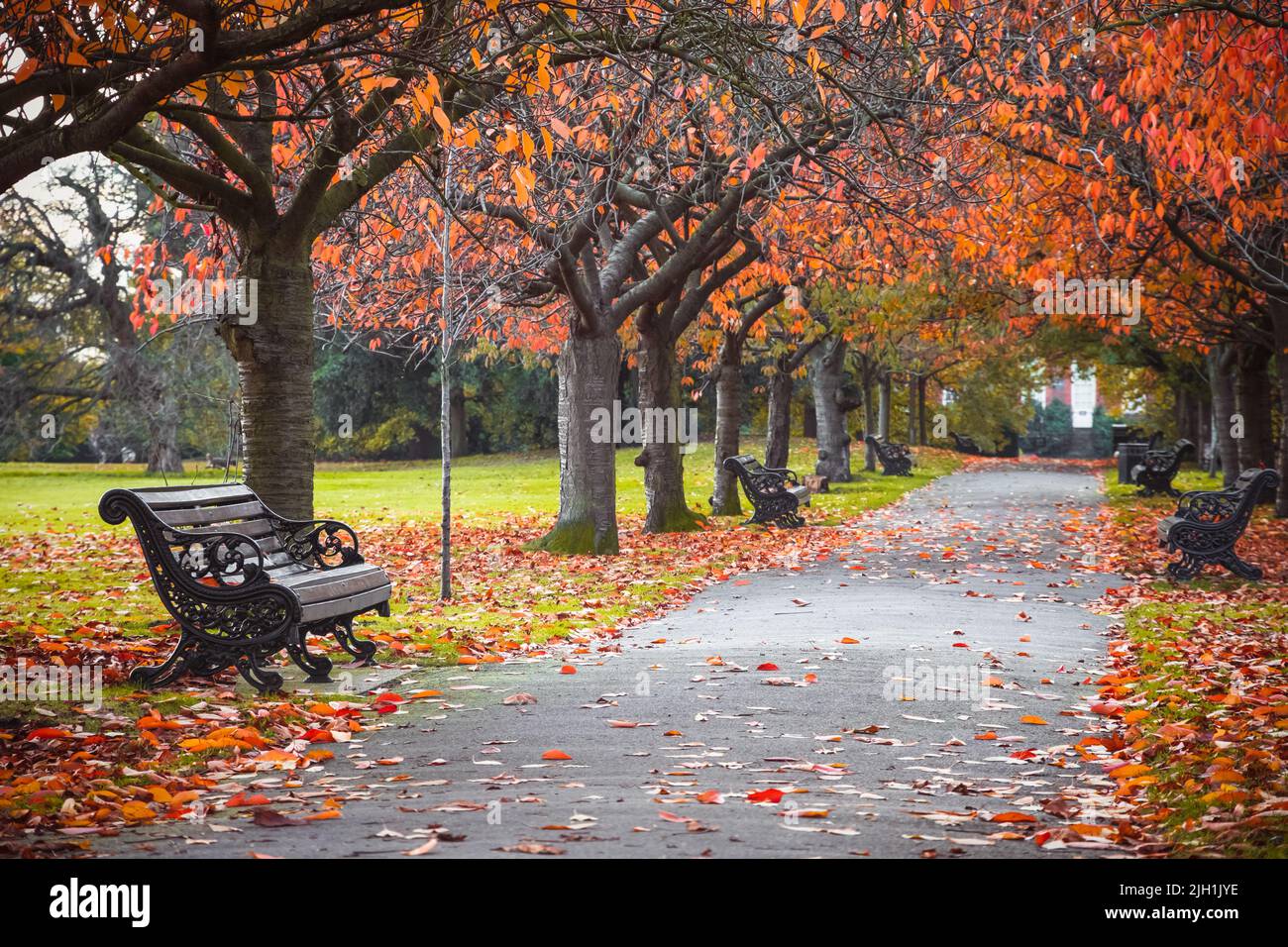 Seasonal landscape, autumn scene in Greenwich park, London Stock Photo ...