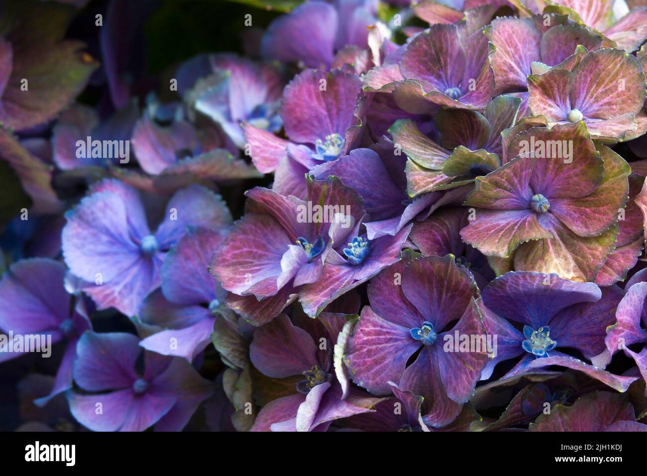 Macro image, colorful hydrangea flower background Stock Photo - Alamy
