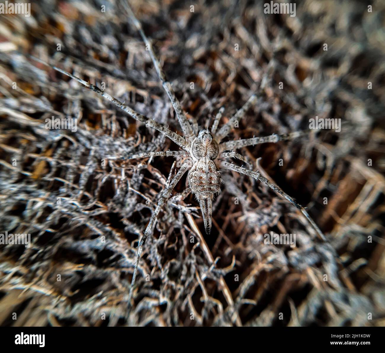 Small spider web hi-res stock photography and images - Alamy