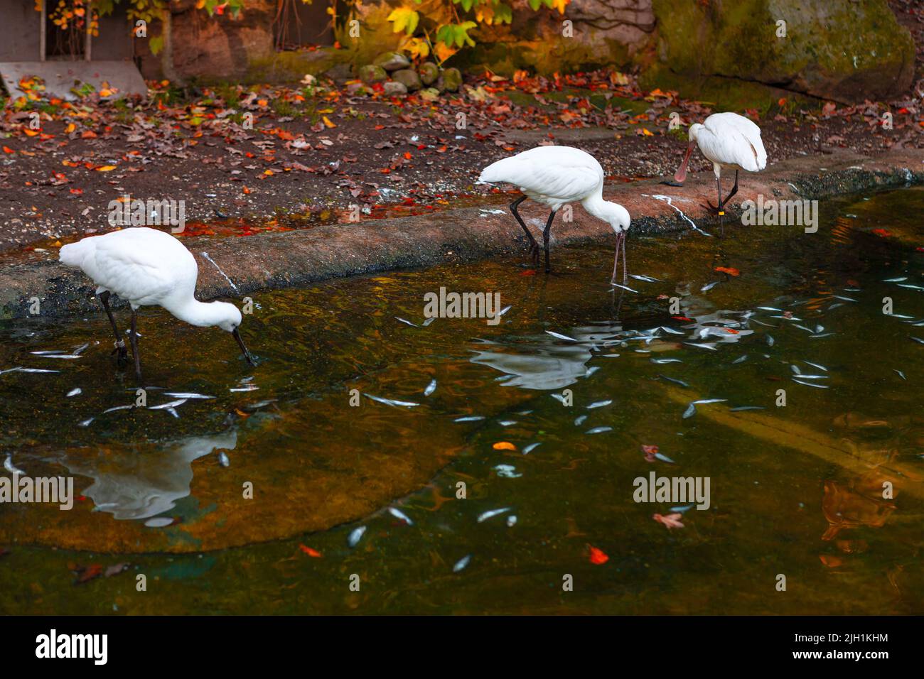 African spoonbill wildlife area. Platalea Alba birds Stock Photo - Alamy