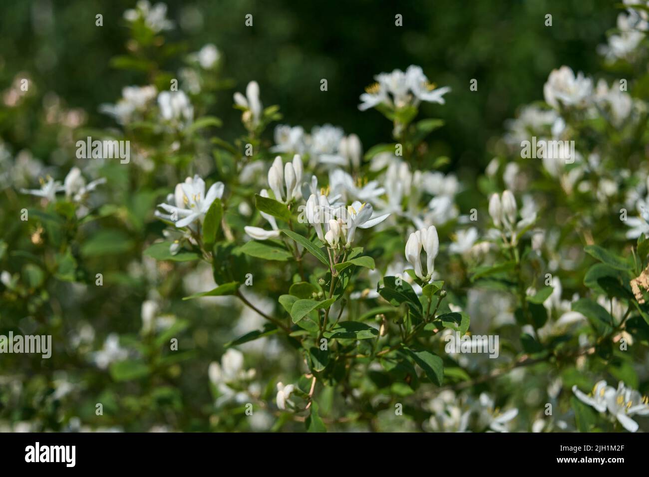 Frangula alnus flowering bush, blooming white flower close up detail ...