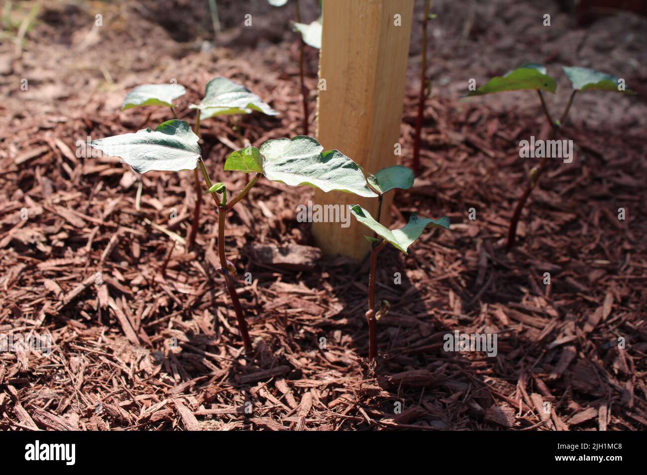 Purple Pole Bean Sprouts Emerging Around a Garden Pole Stock Photo - Alamy