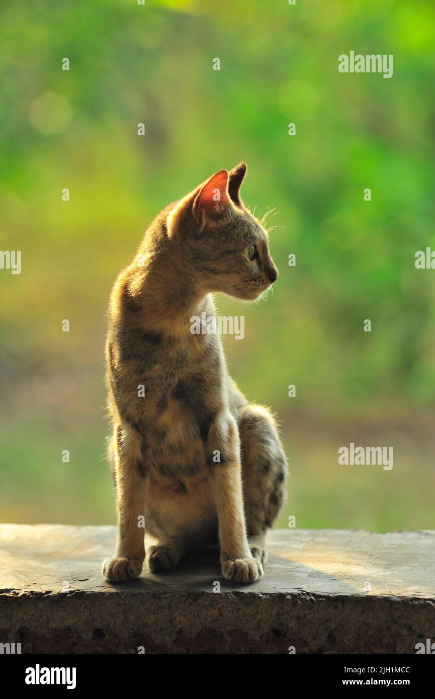 Alert cat resting on parapet Village Lanja state Maharashtra India 11 ...