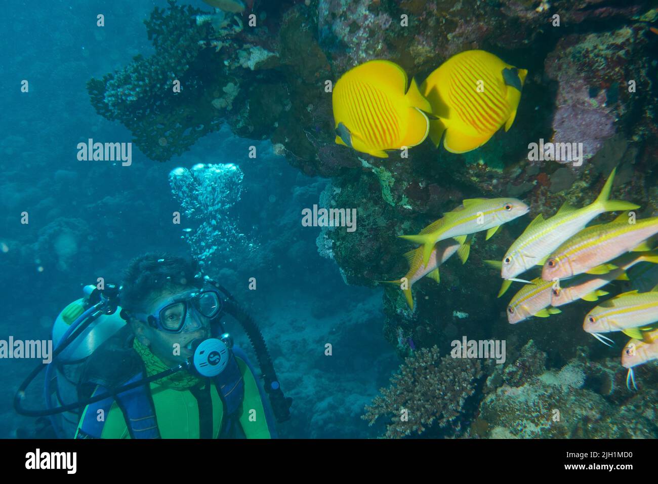 A multiracial scuba diver exploring the undersea with different fish ...