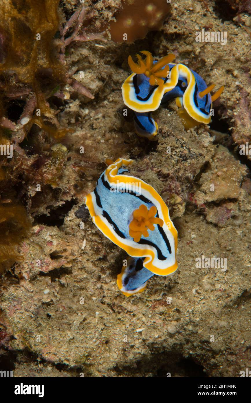 Dive Spot: Channel Island Stock Photo - Alamy