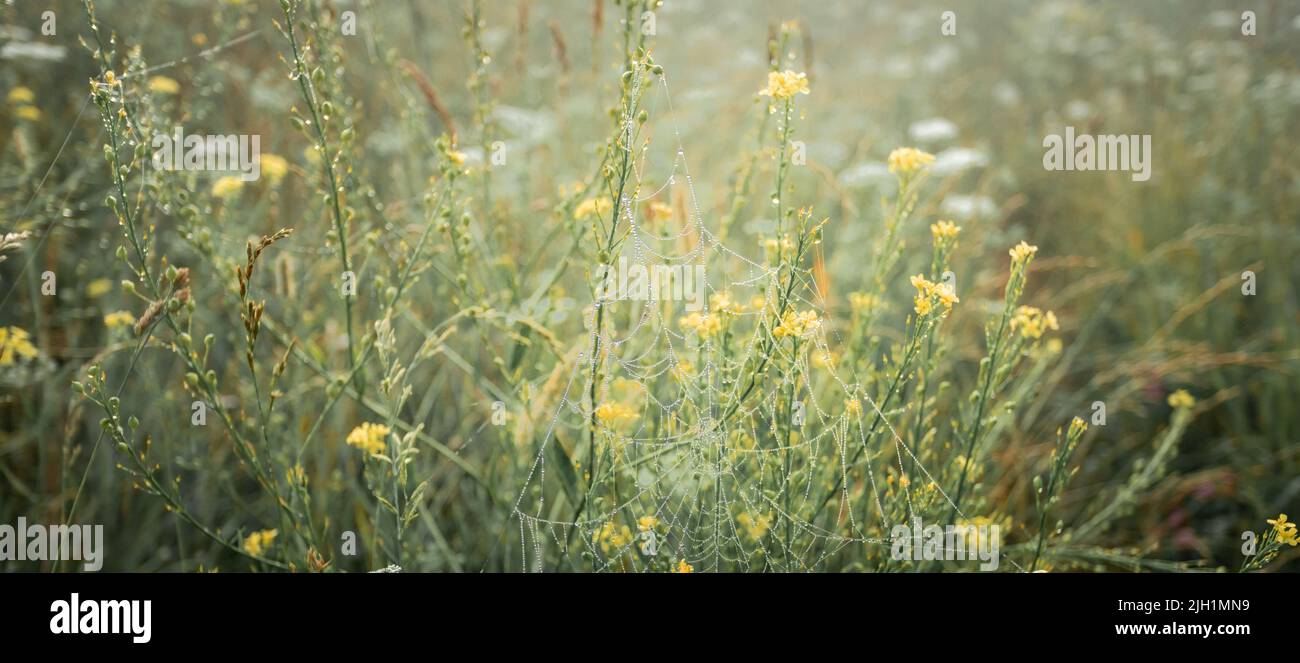 Blurred natural background with thin natural cobweb on meadow grass at ...
