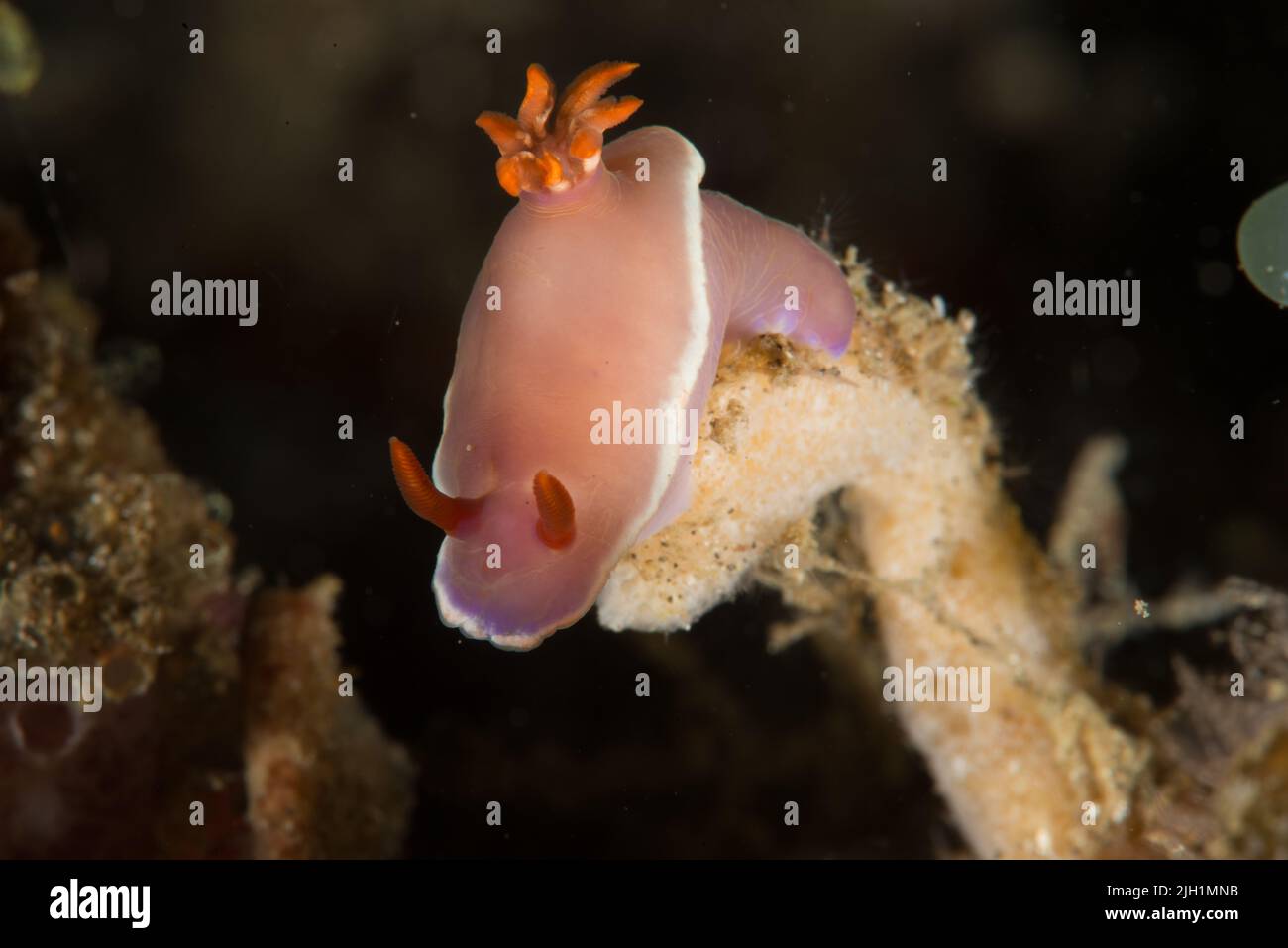 Algae patch hi-res stock photography and images - Alamy