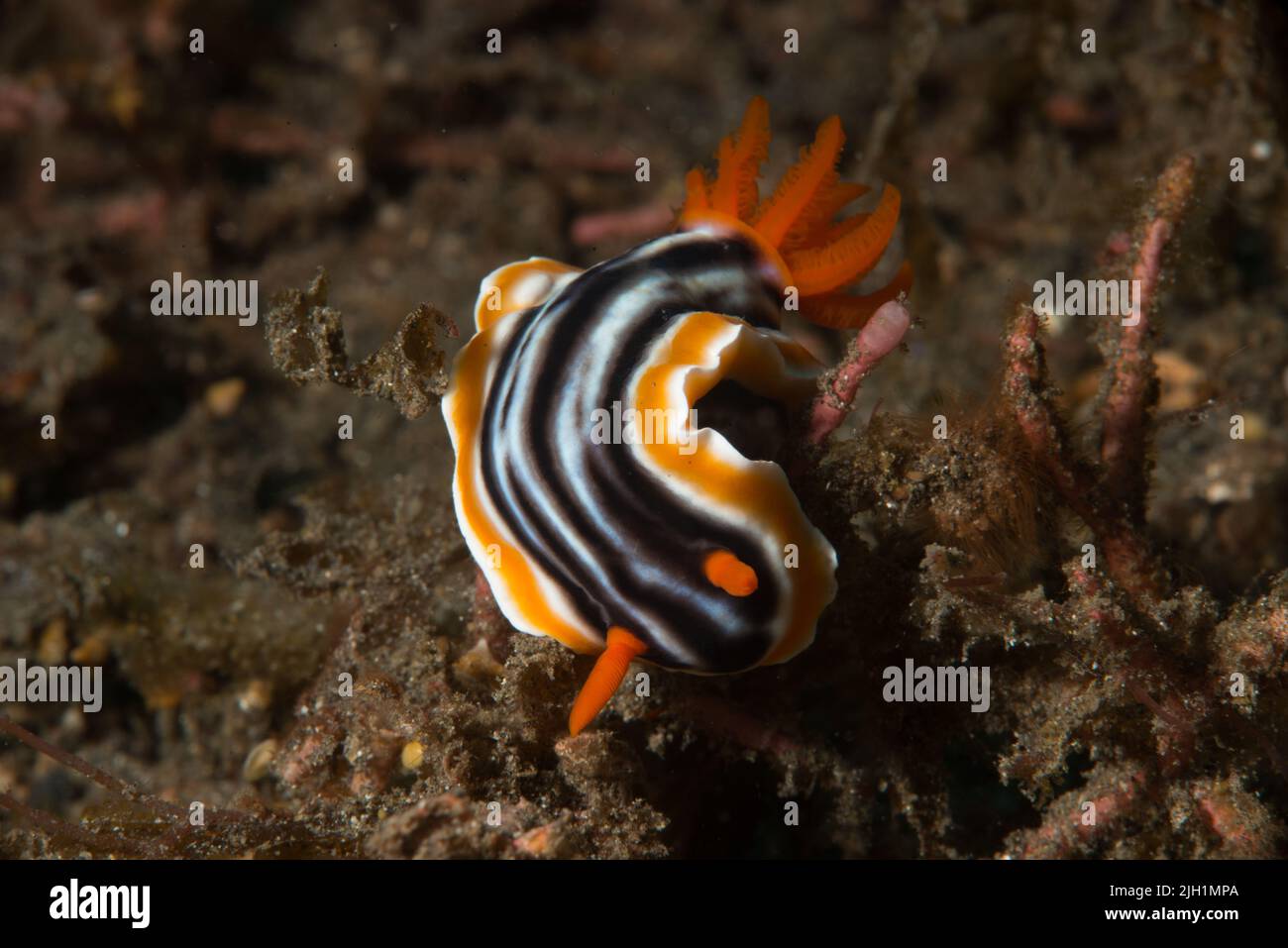 Dive Spot: Hair Ball Stock Photo - Alamy