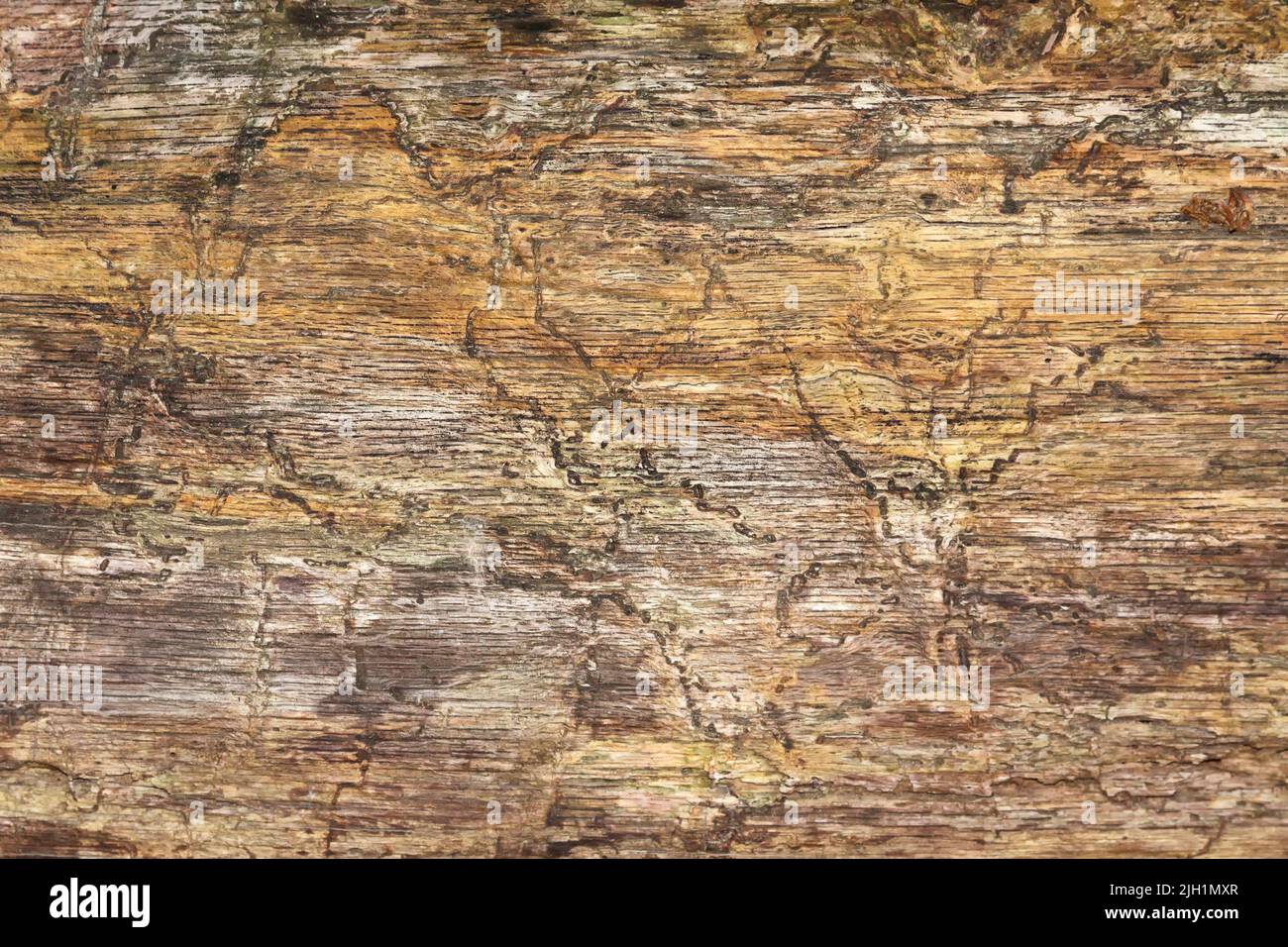 Bark beetles in a tree Stock Photo - Alamy