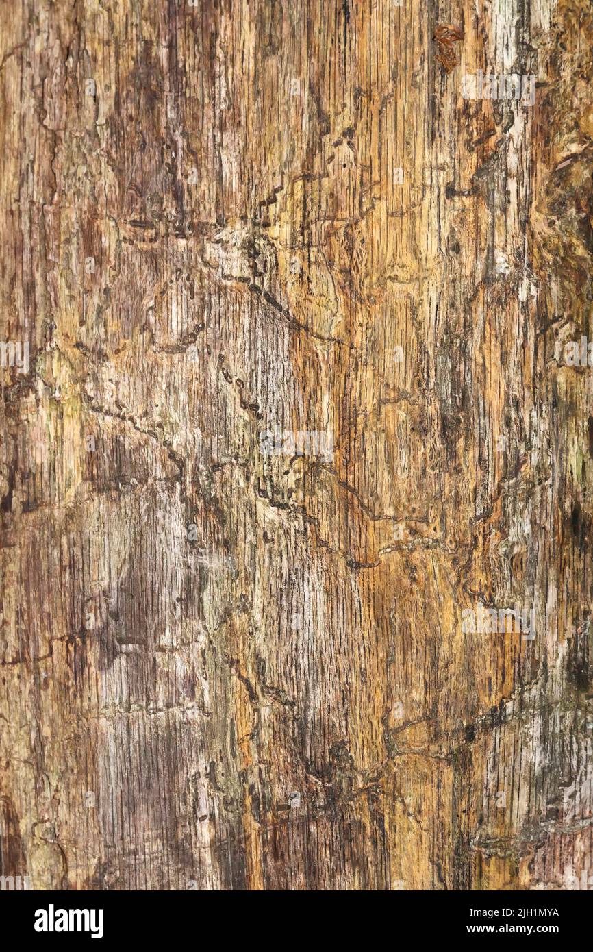 Bark beetles in a tree Stock Photo - Alamy