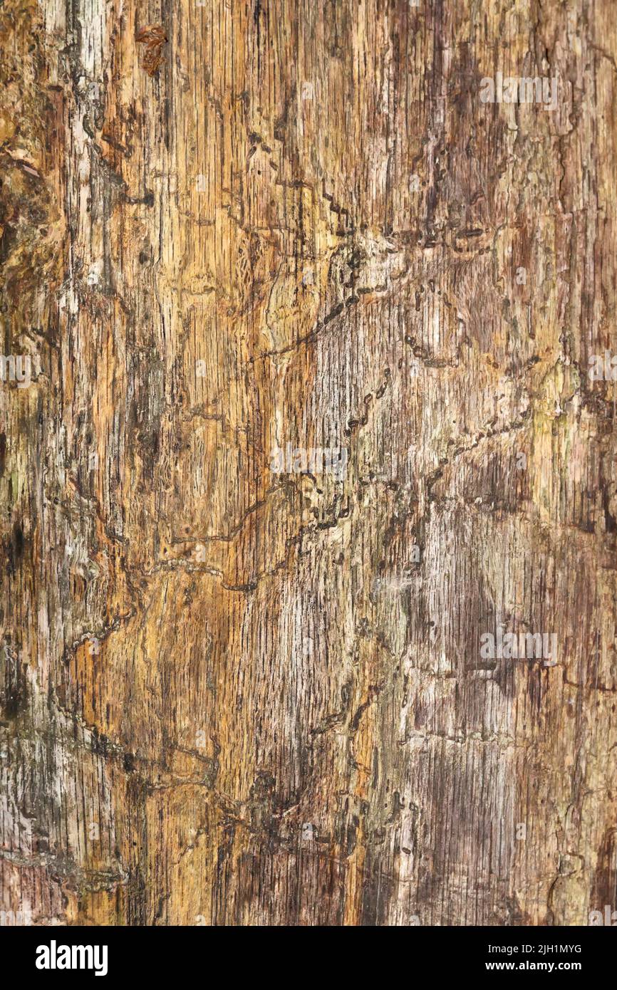 Bark beetles in a tree Stock Photo - Alamy