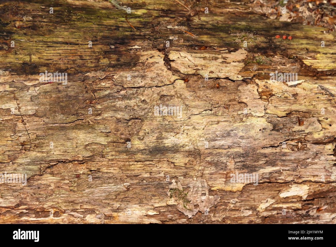 Bark beetles in a tree Stock Photo - Alamy