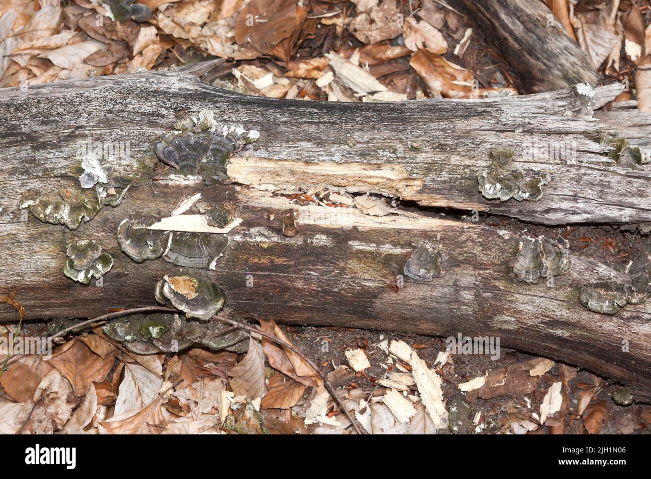 Bark beetles in a tree Stock Photo - Alamy