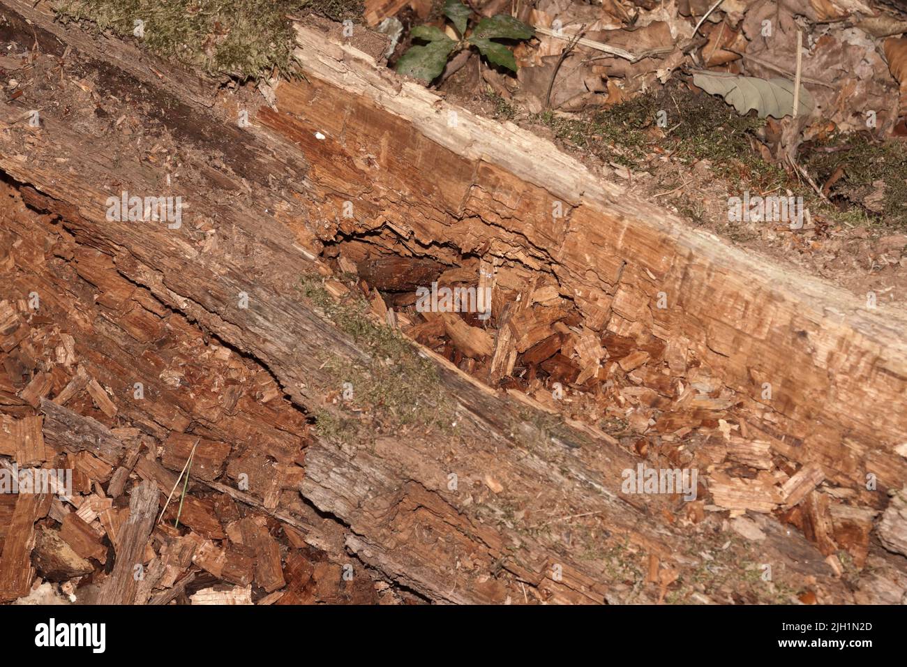 Bark beetles in a tree Stock Photo - Alamy