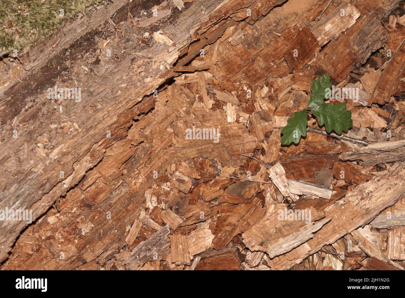 Bark beetles in a tree Stock Photo - Alamy