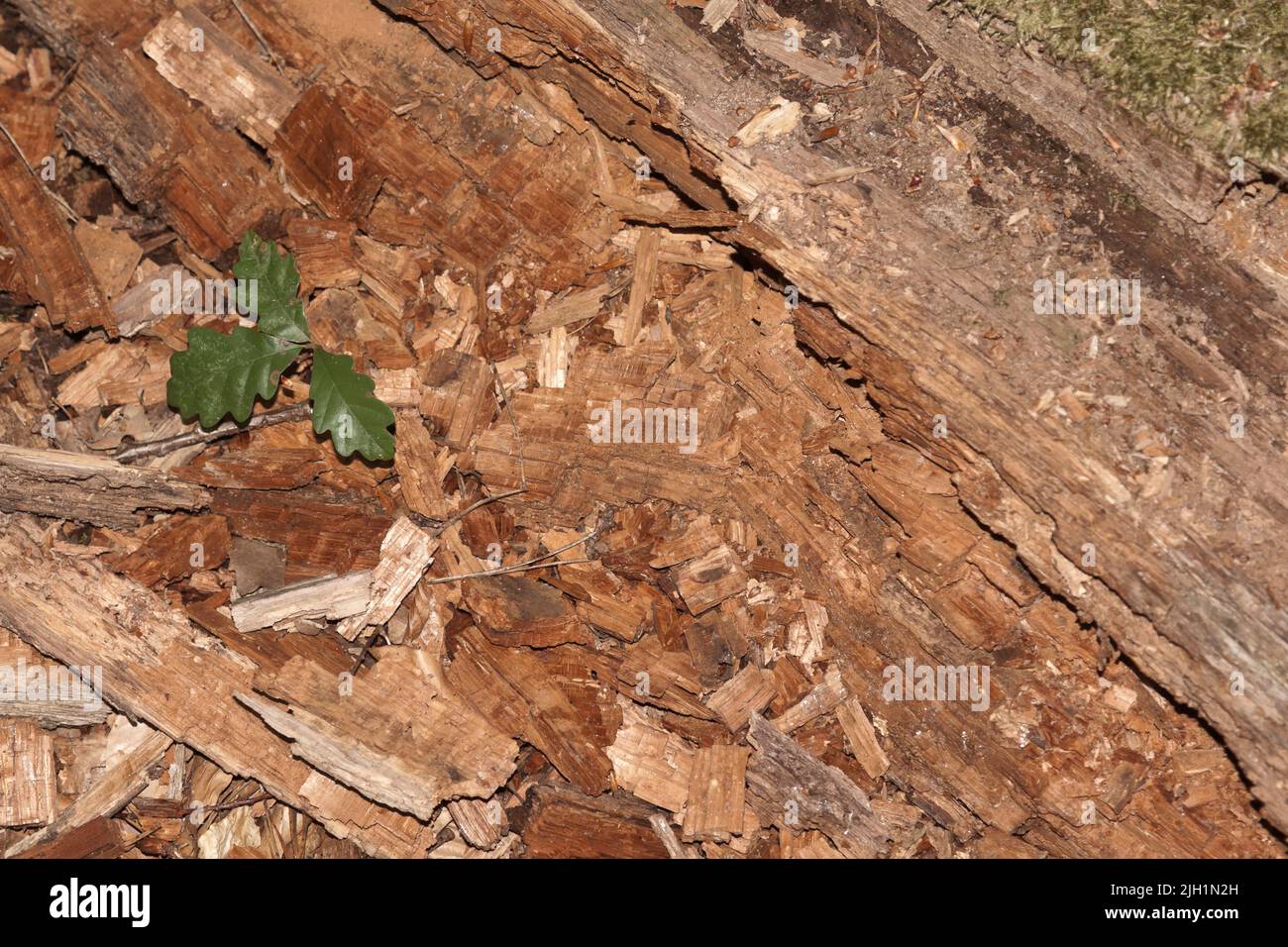 Bark beetles in a tree Stock Photo - Alamy